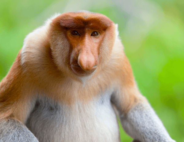Discovering the Unique Proboscis Monkeys of East Kalimantan — Kaltimber ...