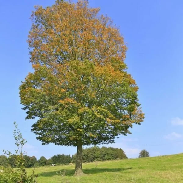 6 Types of Trees Known as Ironwood — Kaltimber - Timber merchant ...