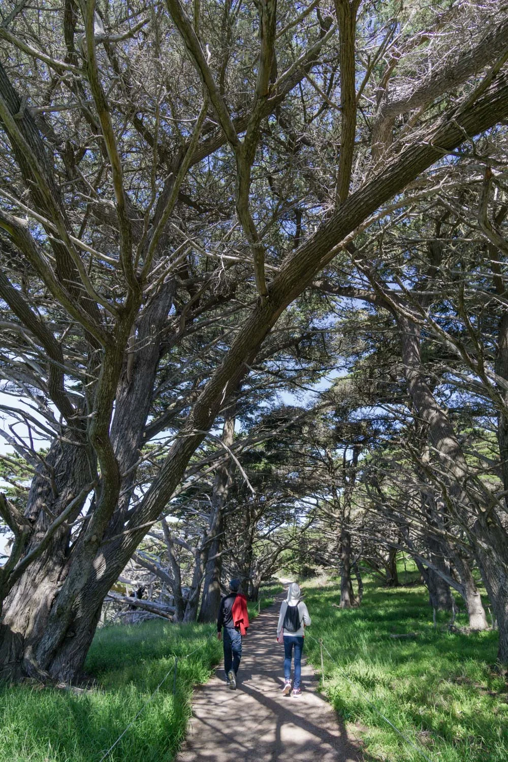 Cypress Grove Trail — Point Lobos in Carmel, CA — Backcountrycow ...