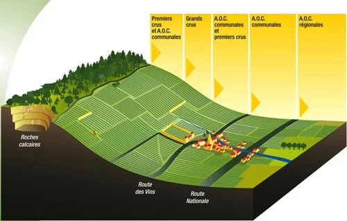Making Sense of Burgundy — Yacht Cru Wine Guide
