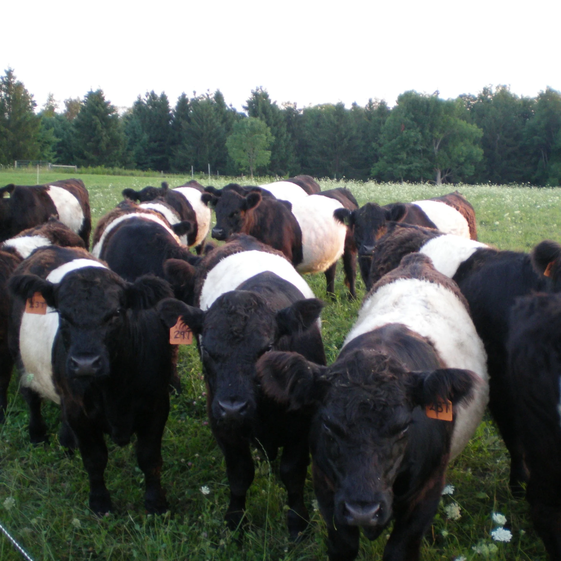 Our Cattle — Meadowood Farms