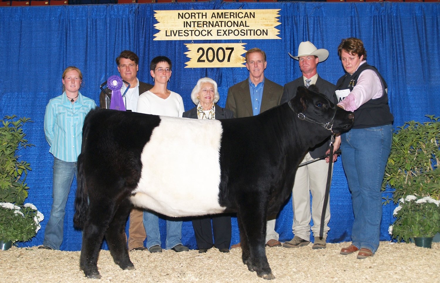 Galloway Show Cattle