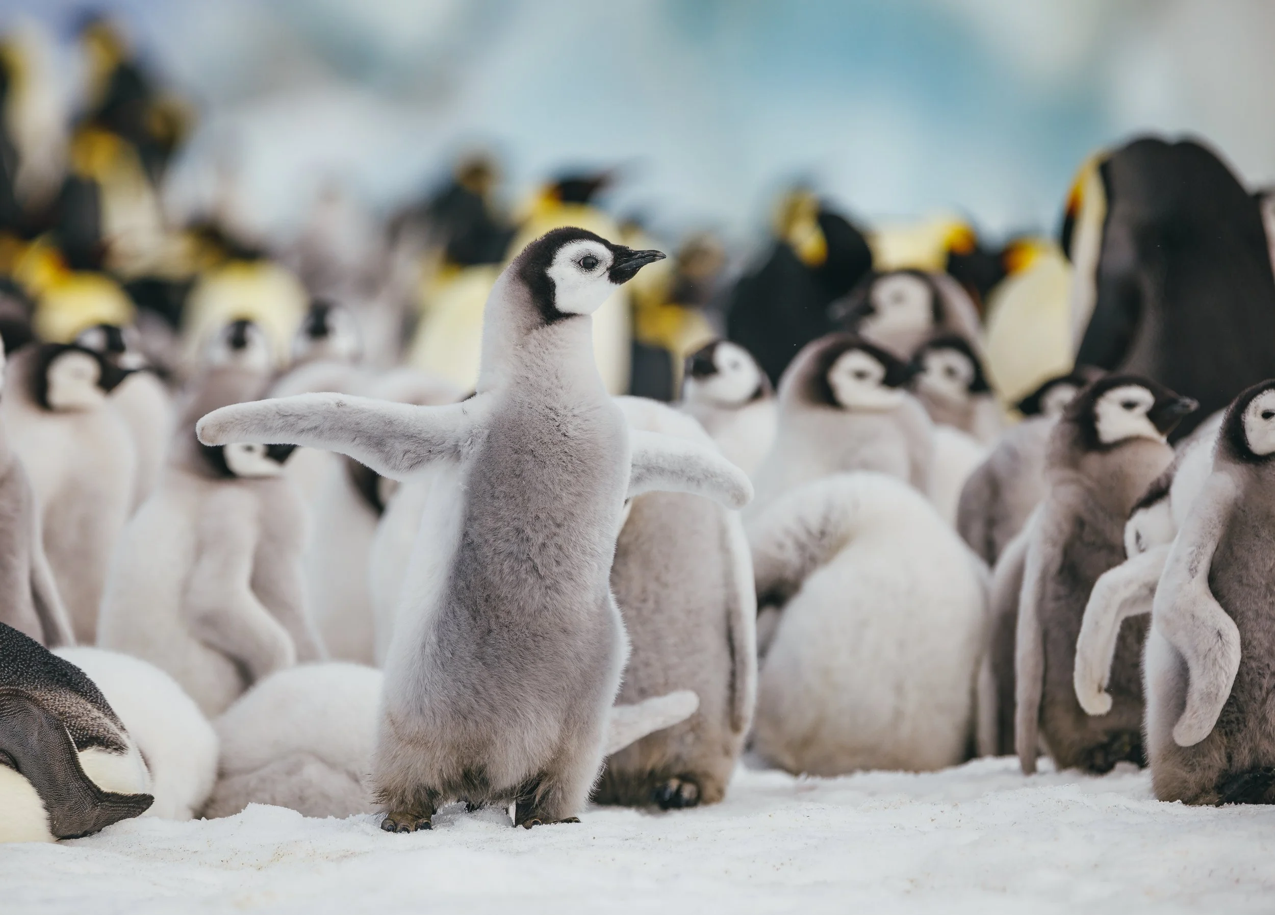 Epic Expeditions: Quark's Ultimate Antarctic Experience