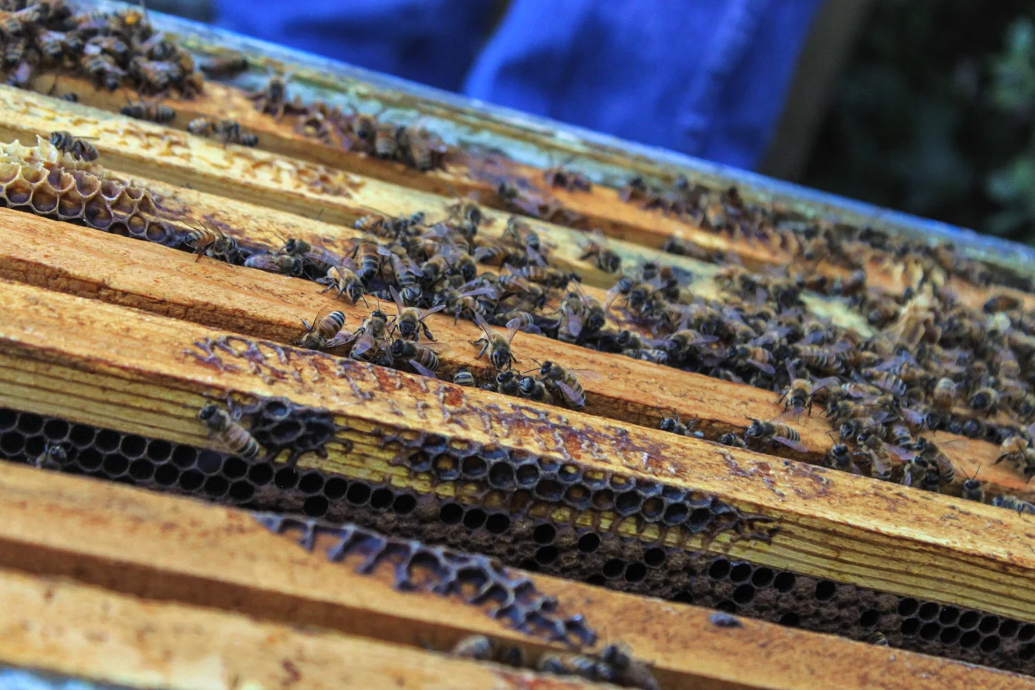 Honey Bee Colony Collapse