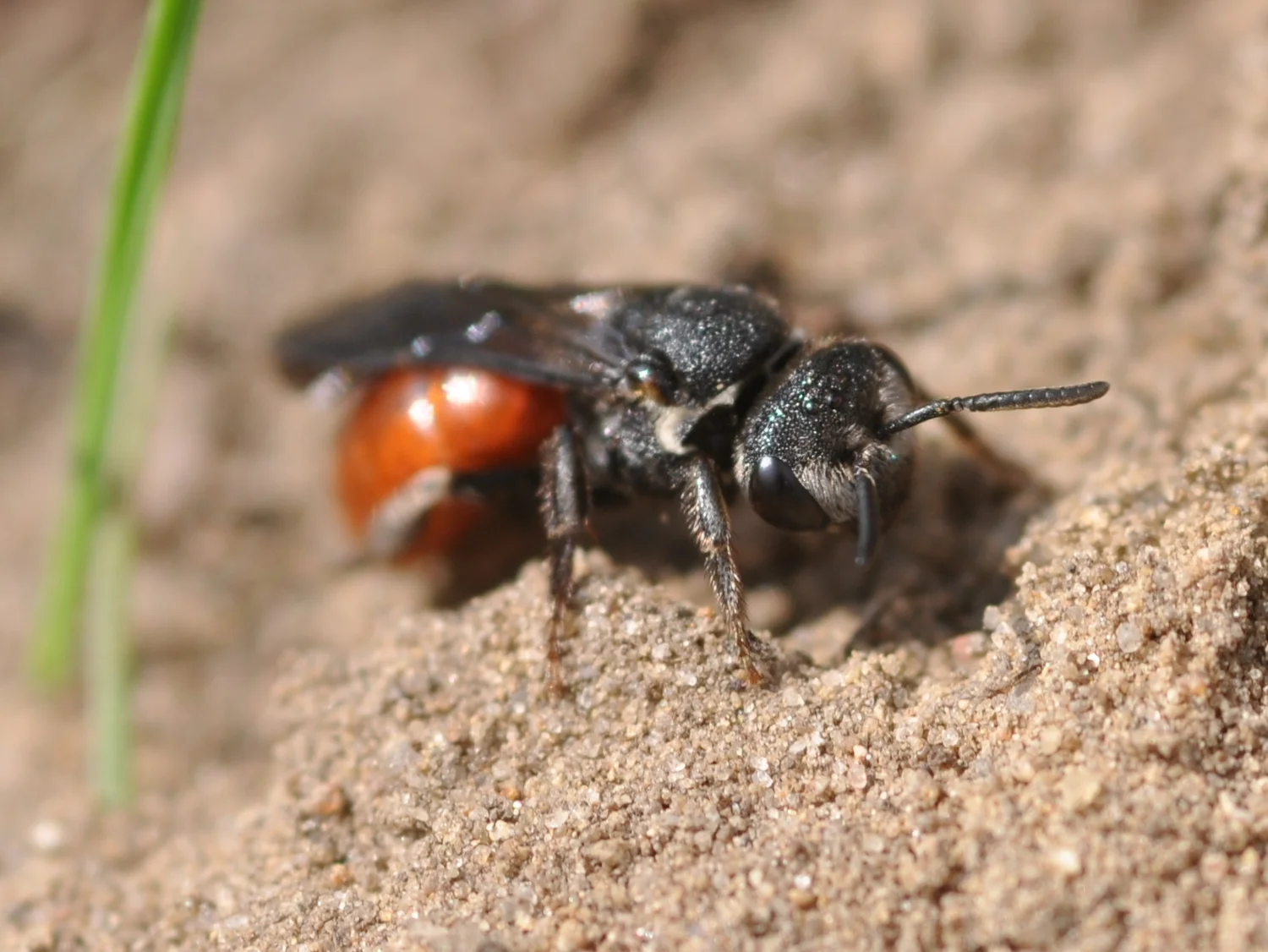 Cuckoo Bee Identification