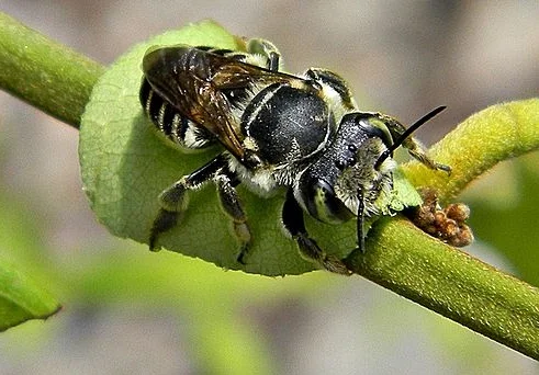 Leaf Cutter Bee New Mexico