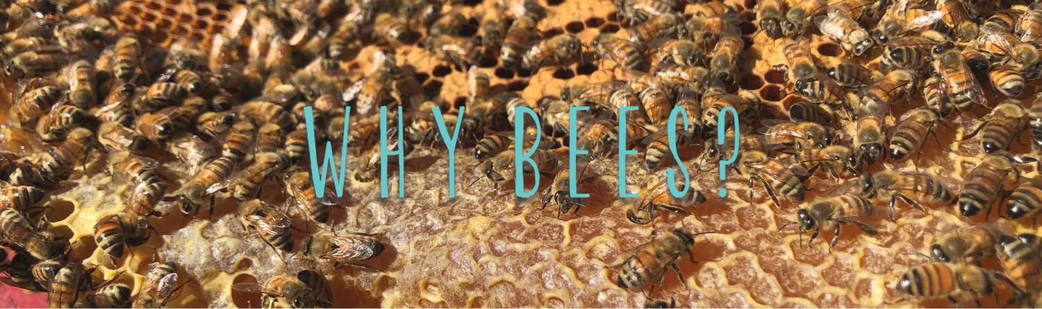 Planet Bee Foundation