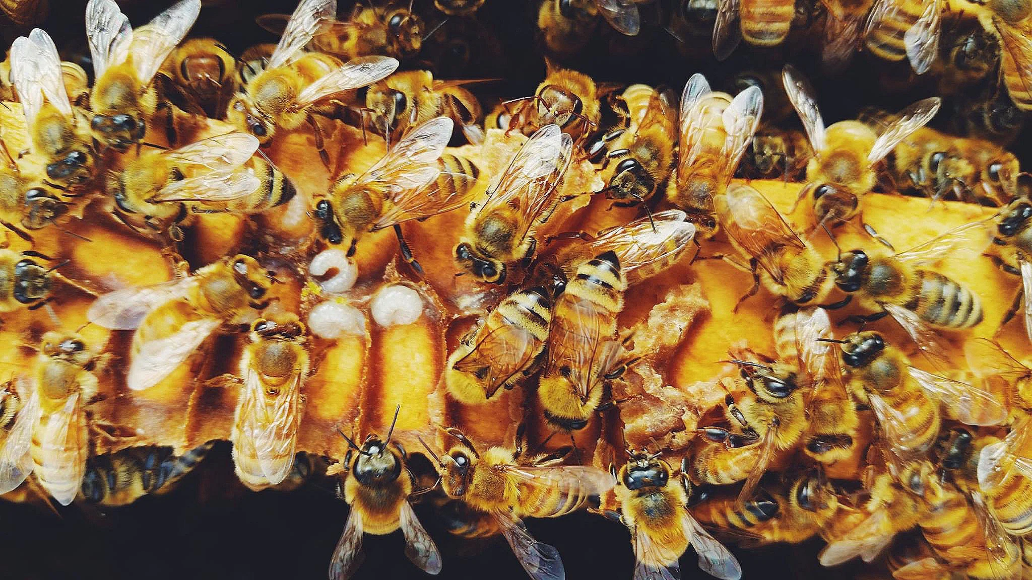 HOW TO HELP BEES — Planet Bee Foundation (2026)