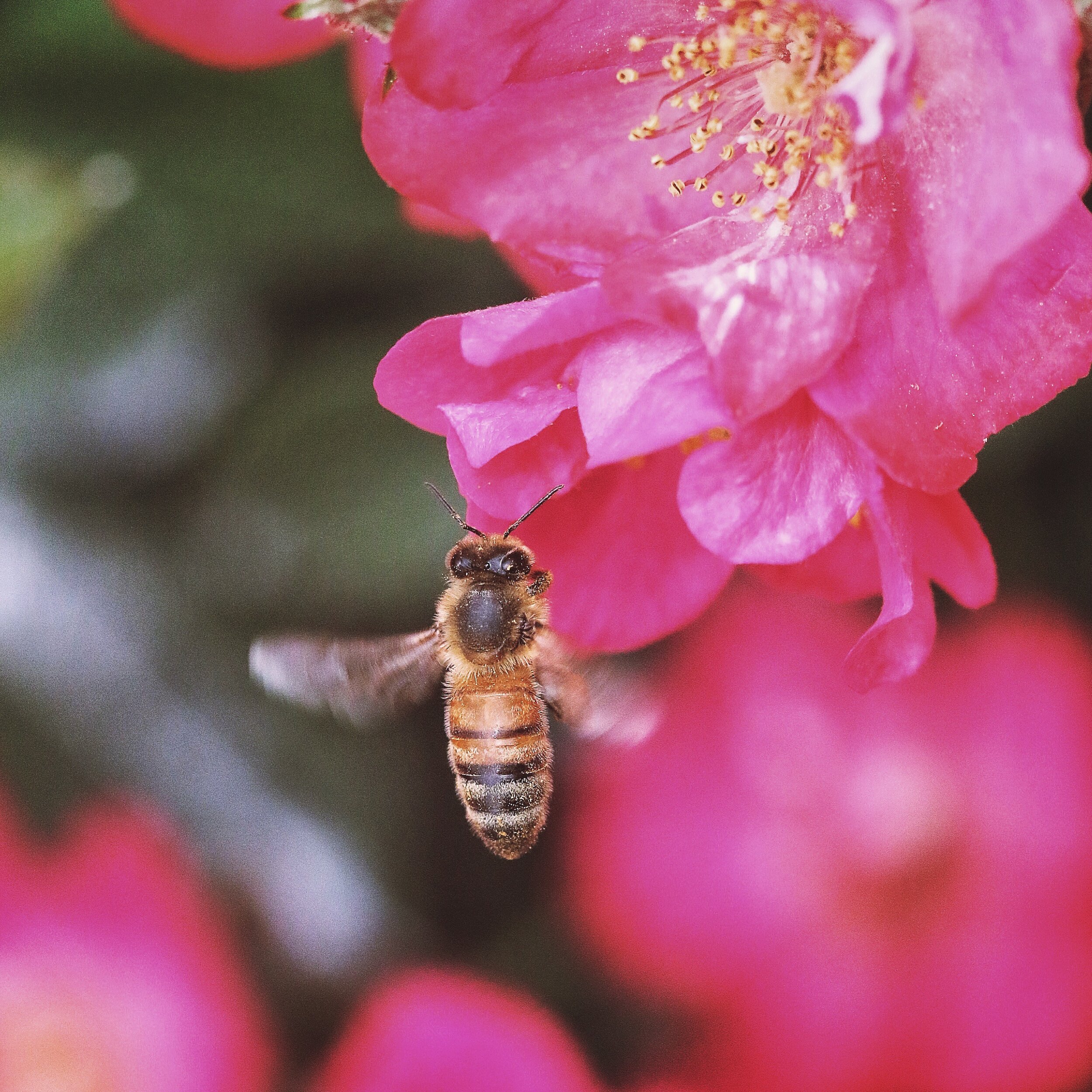 Planet Bee Blog — Planet Bee Foundation