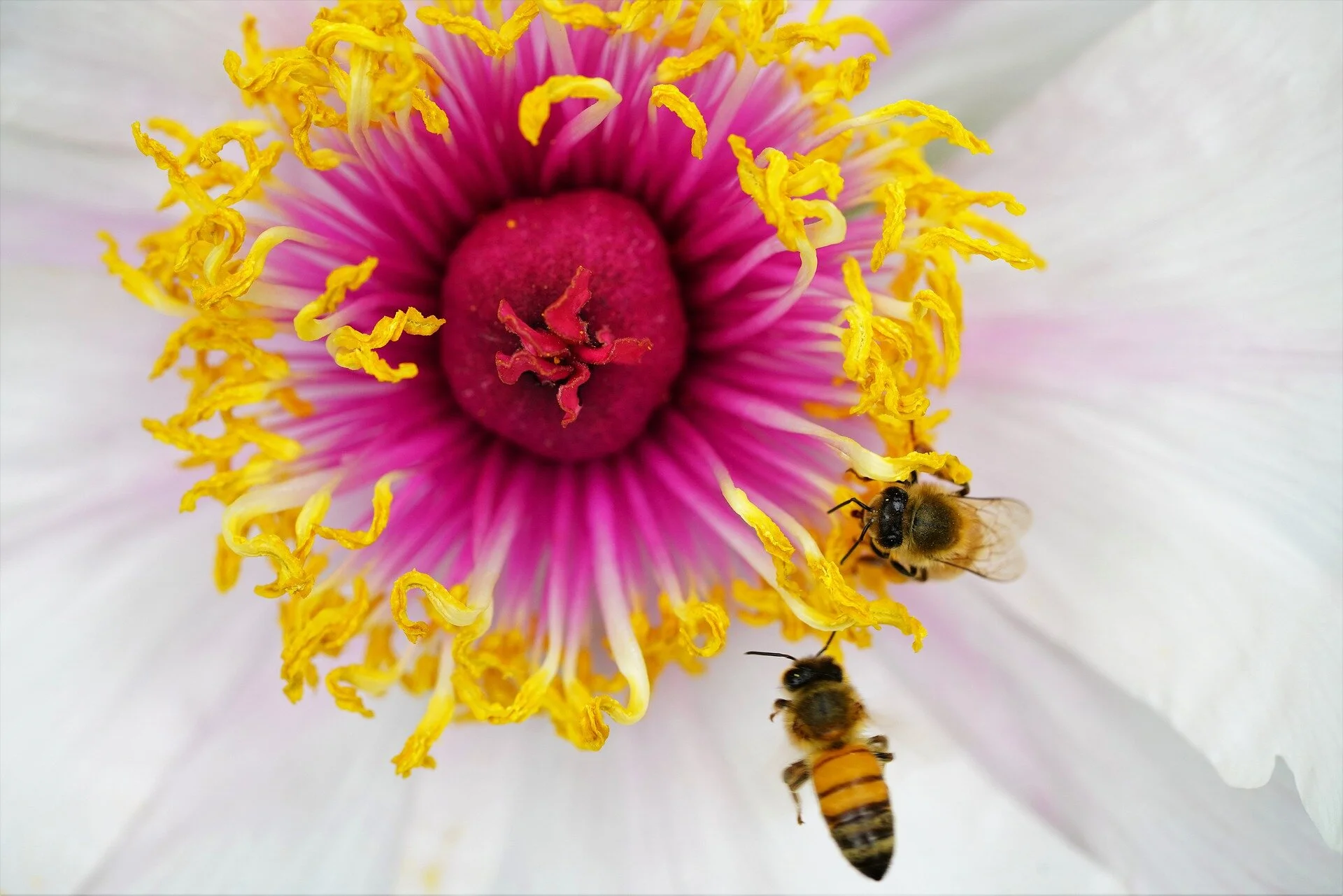 Planet Bee Blog — Planet Bee Foundation