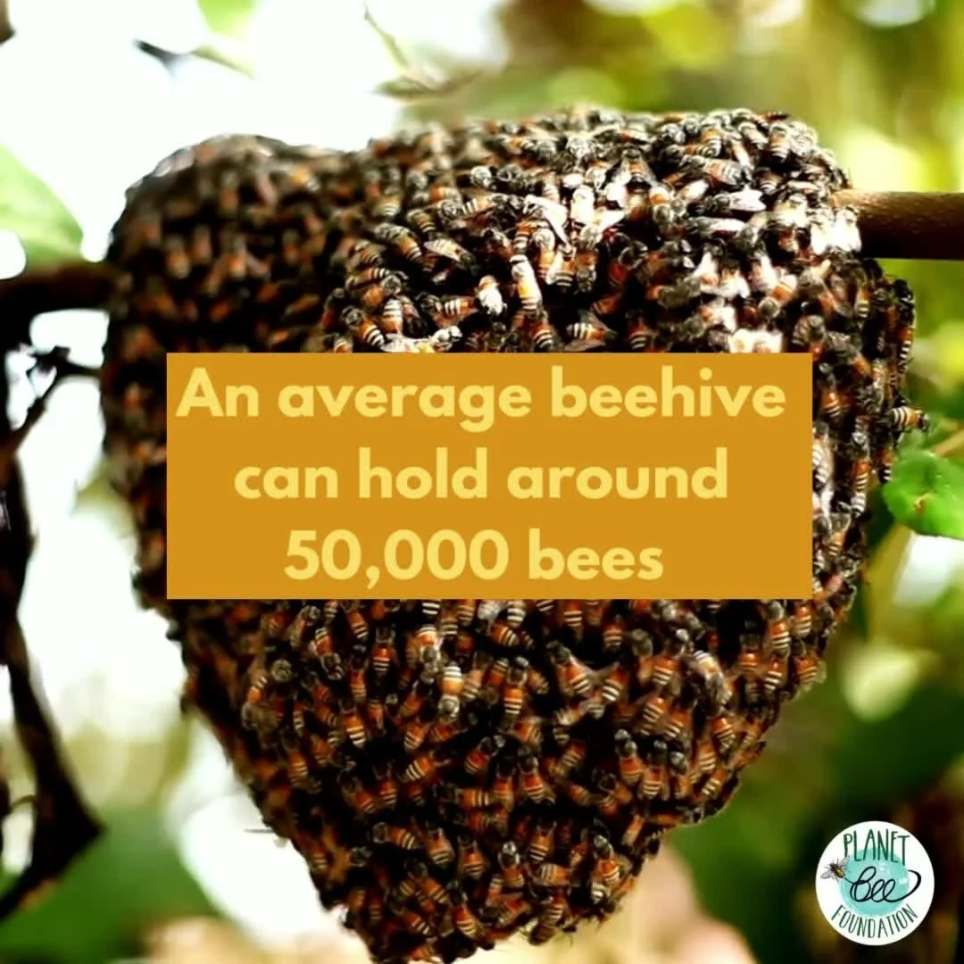 Planet Bee Foundation