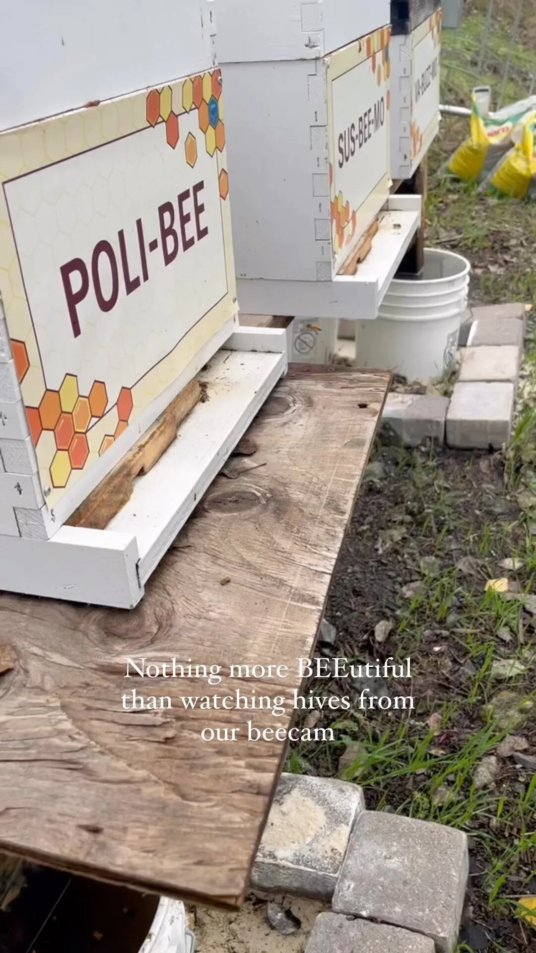 Planet Bee Foundation