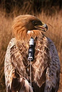 Current Projects — Bloom Biological Inc.