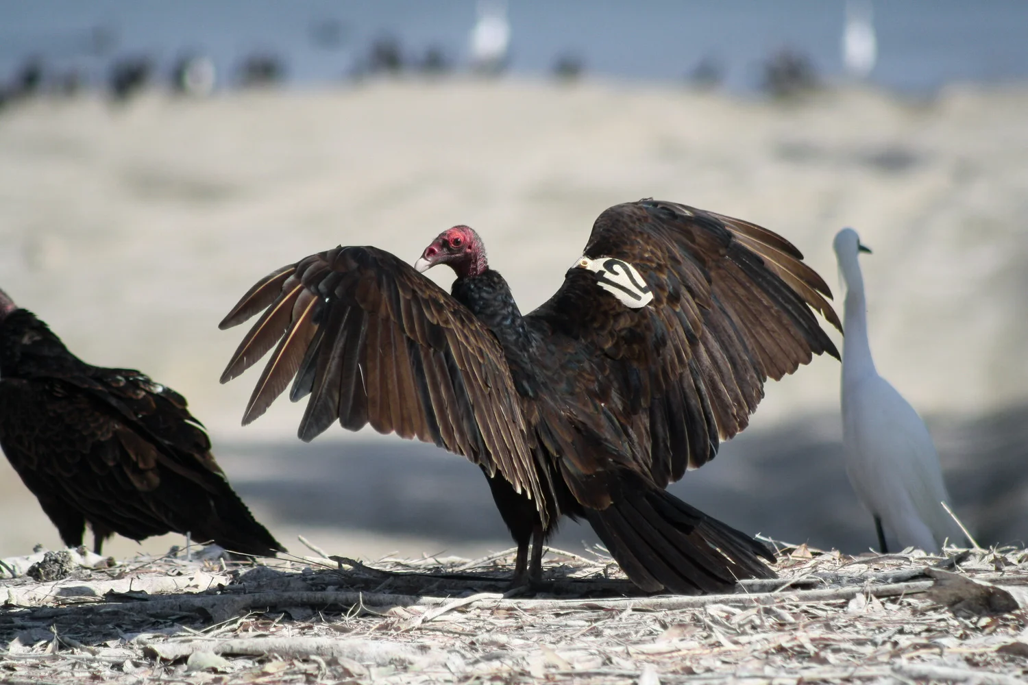 Wing Tags on Turkey Vultures — Bloom Biological Inc.