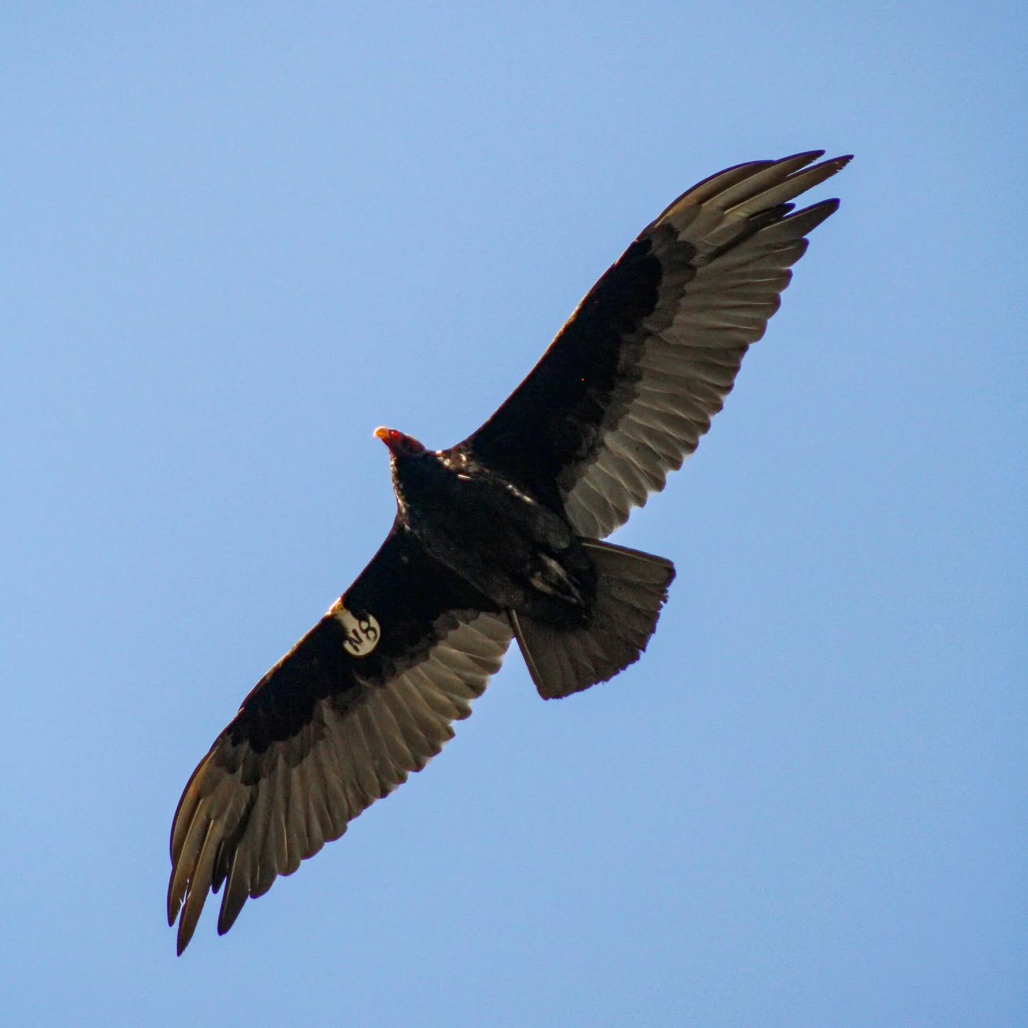 Wing Tags on Turkey Vultures — Bloom Biological Inc.
