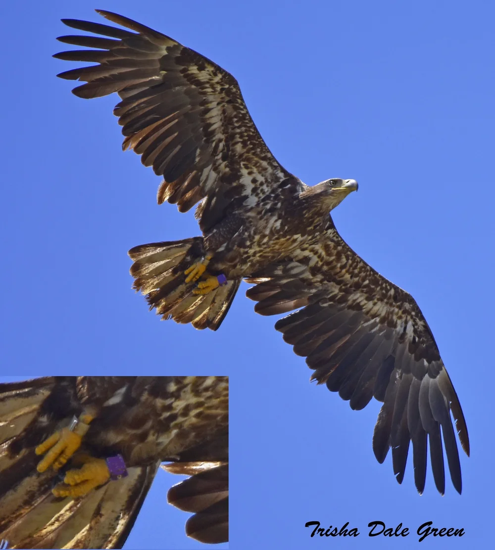 Color Banded Bald Eagles in Southern California - UPDATE! — Bloom ...