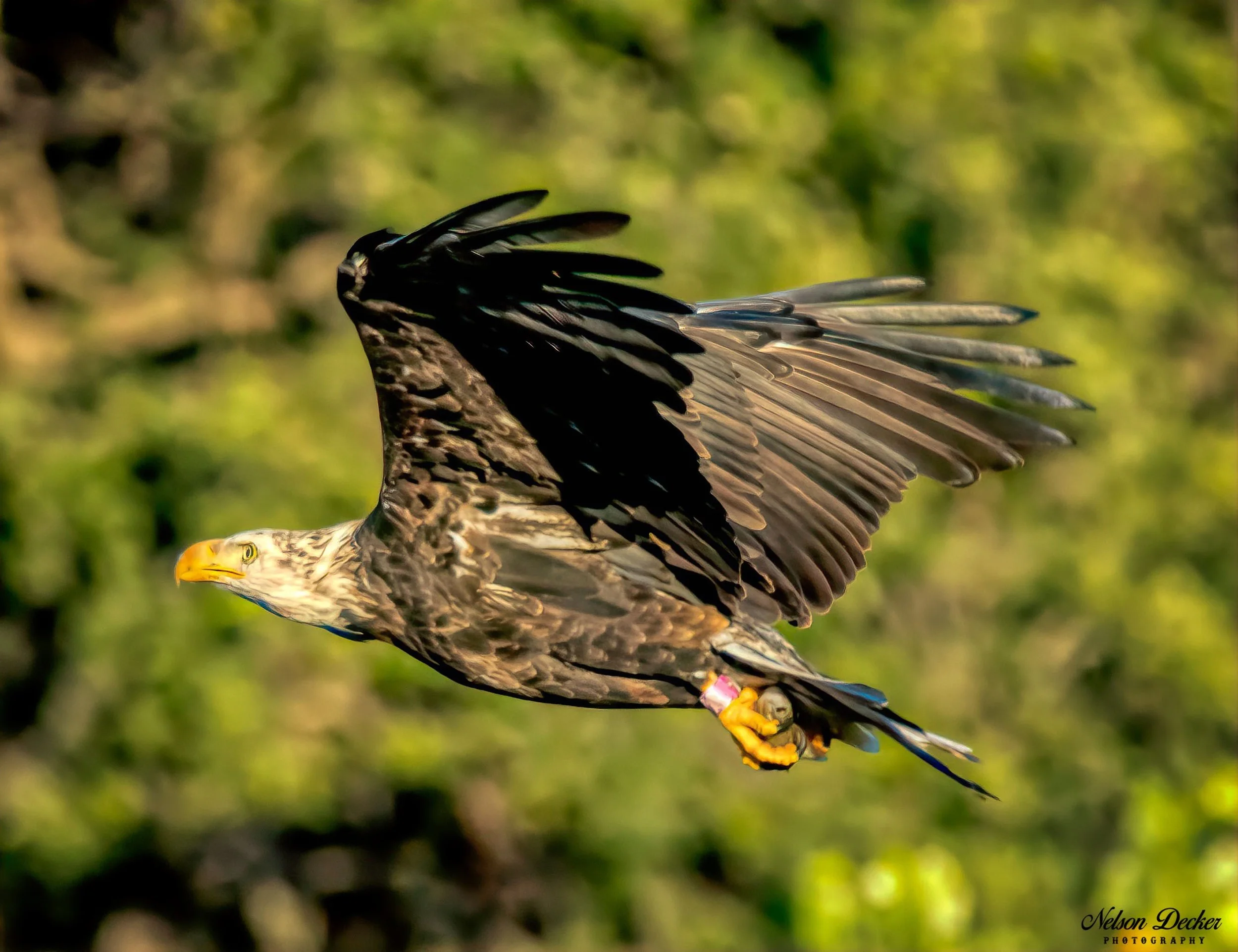 Color Banded Bald Eagles in Southern California - UPDATE! — Bloom ...