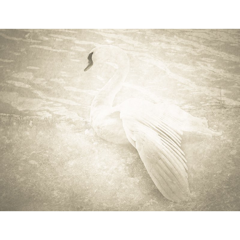 Swan | by Barbara Bullock-Wilson and Nicola Hackl-Haslinger — Veritas ...