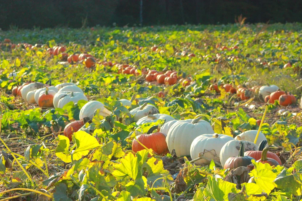 Harvest Season — Edgewater Farm