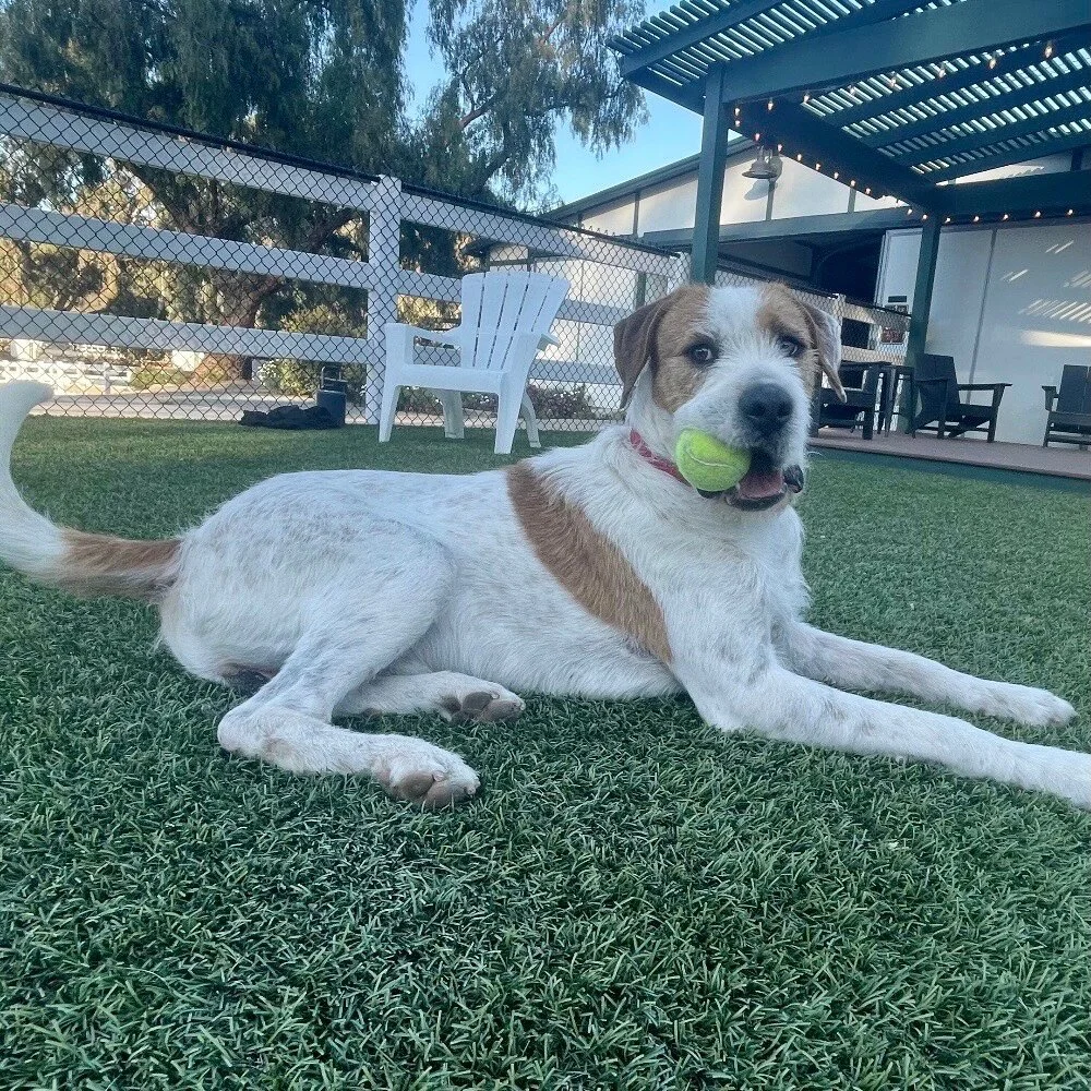 Adoptables Gallery — Thrive Animal Rescue