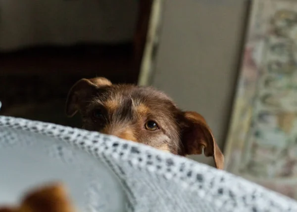 What to do about hangry! — Rebecca Katz