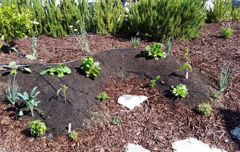 Garden Mounds Planting | Fasci Garden