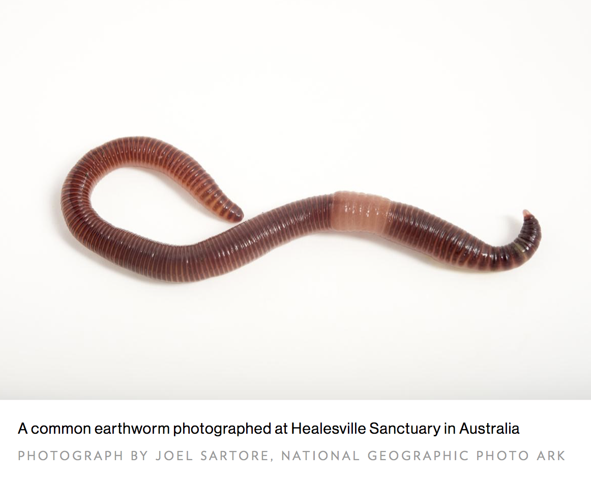 Australian Earthworm