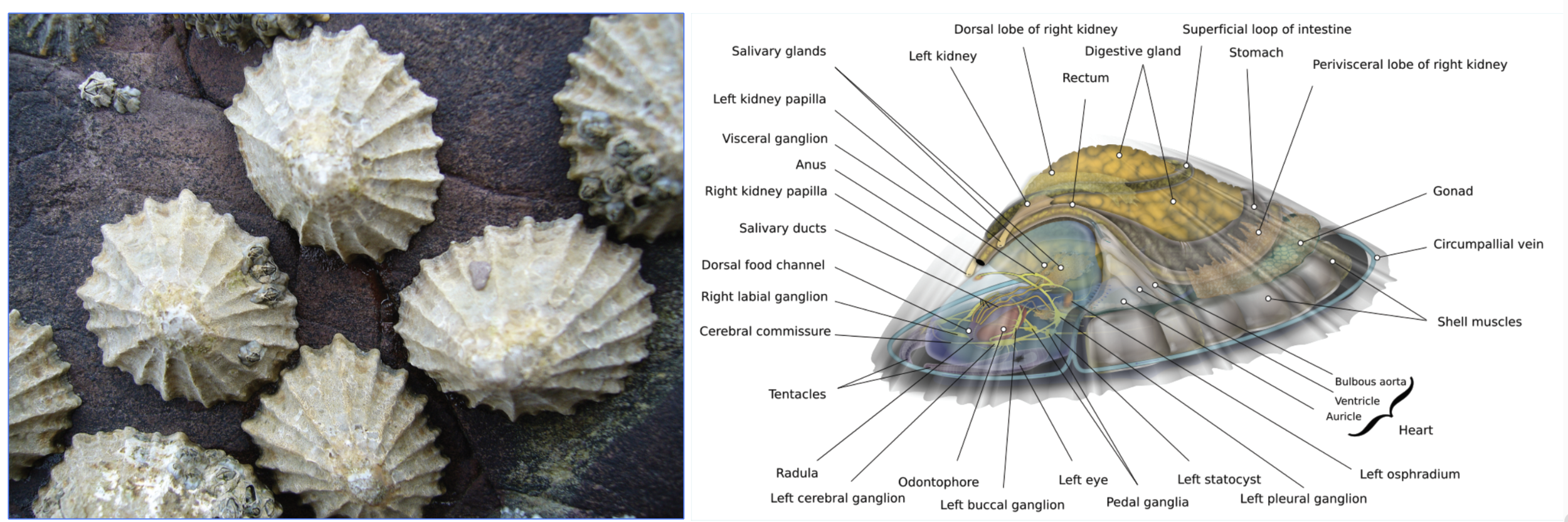 Where Do Limpets Live