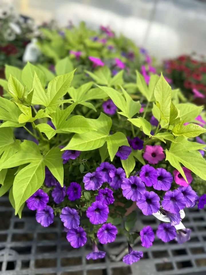 Farm Store + Deli + Winery — Garver Family Farm Market