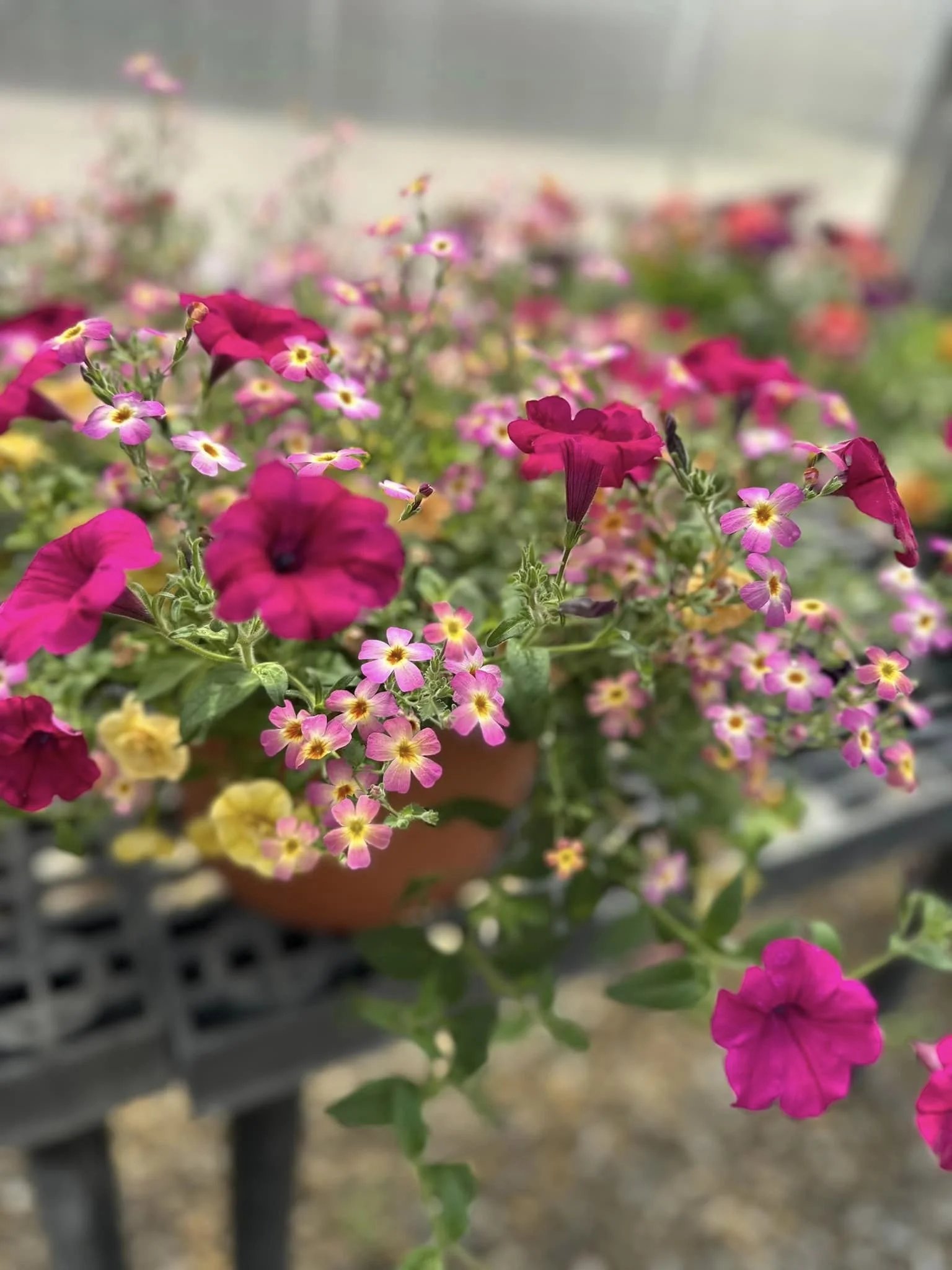 Farm Store + Deli + Winery — Garver Family Farm Market