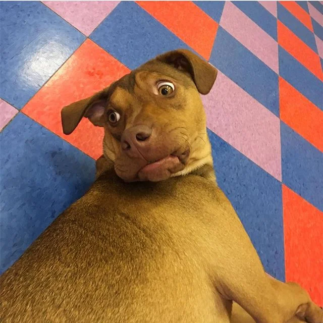 Tgif Puppy