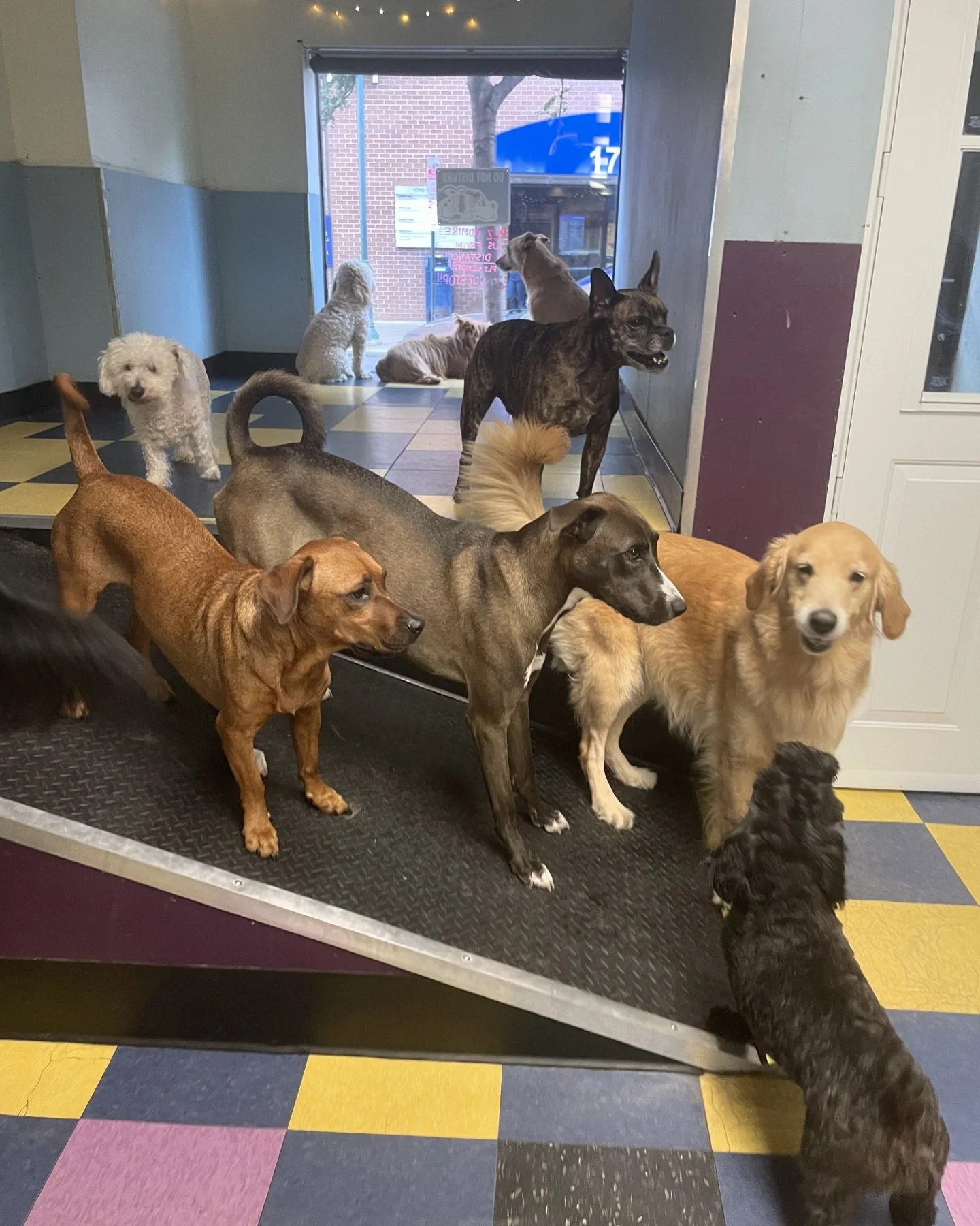 Photos — Dog School