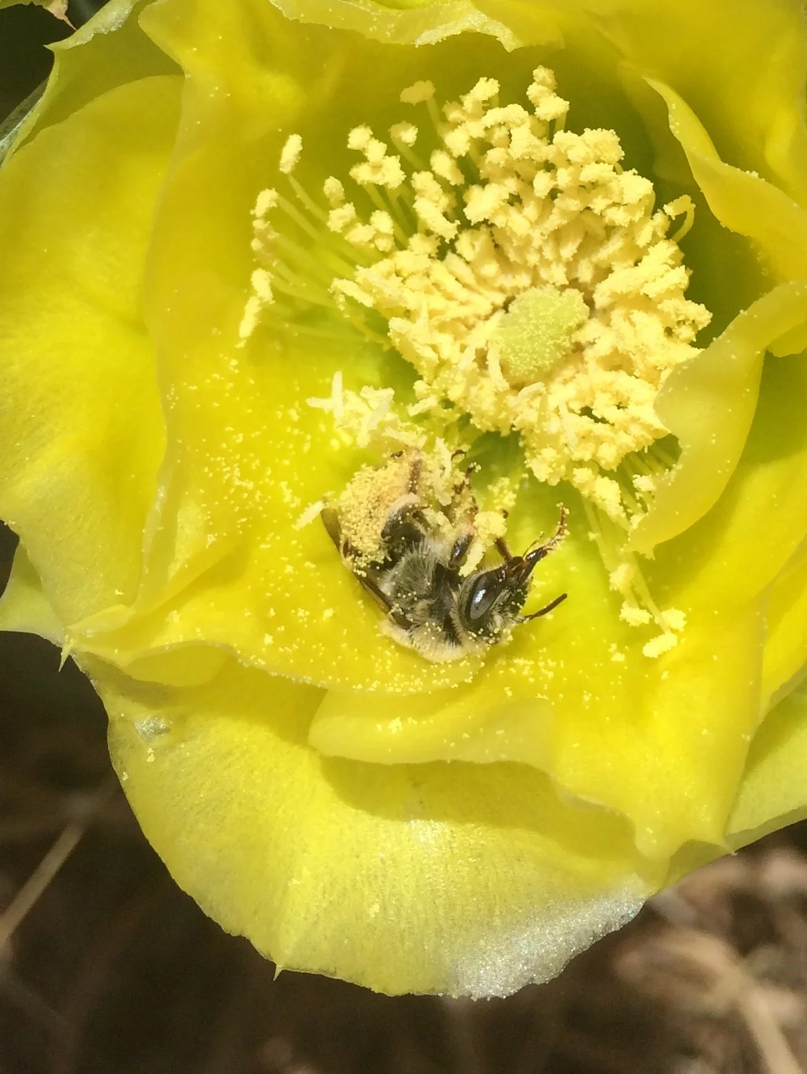 Cactus pollen freaks — Wild Bee Project Urban Farmscape SLC | UT | US