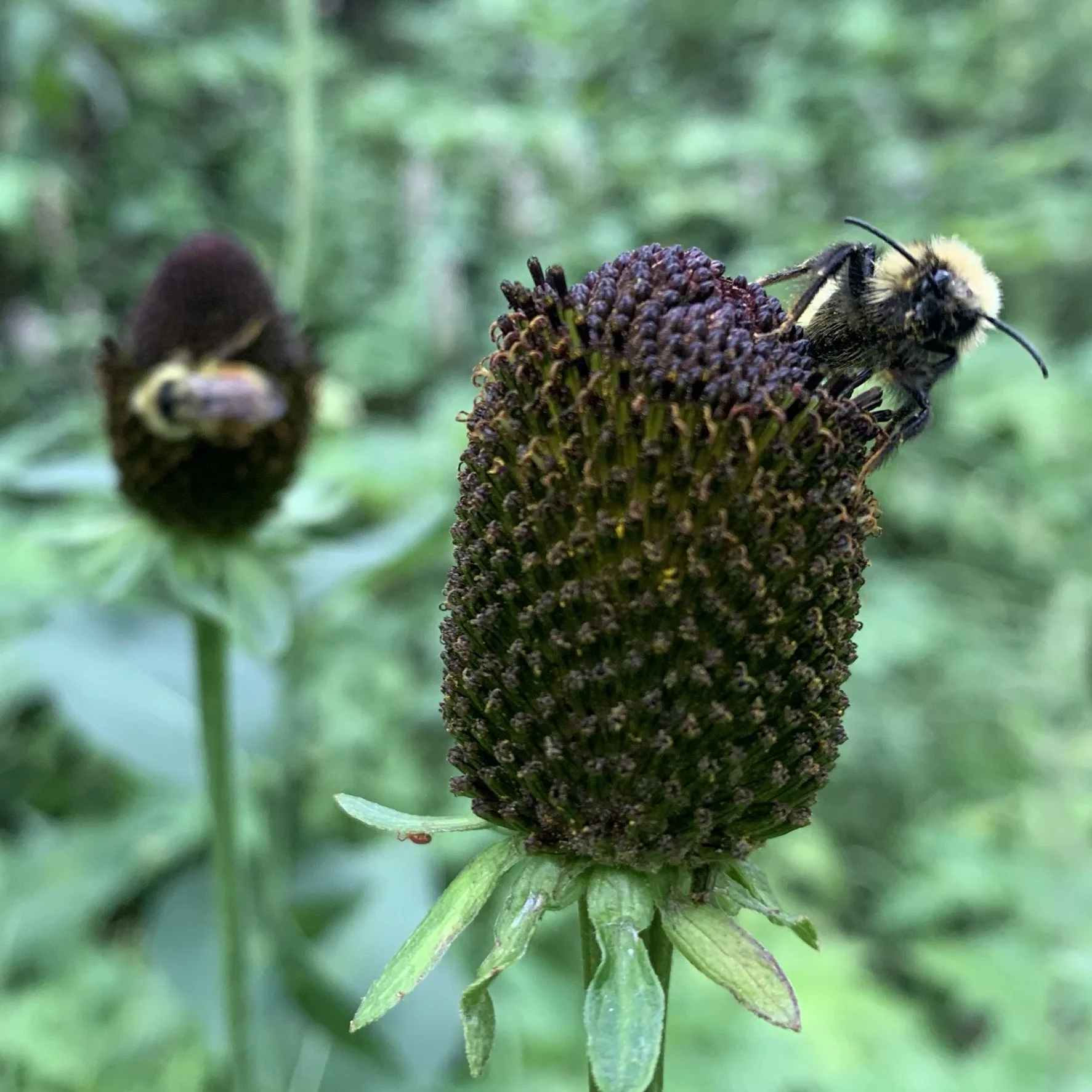 Wild Bee Project Urban Farmscape SLC | UT | US