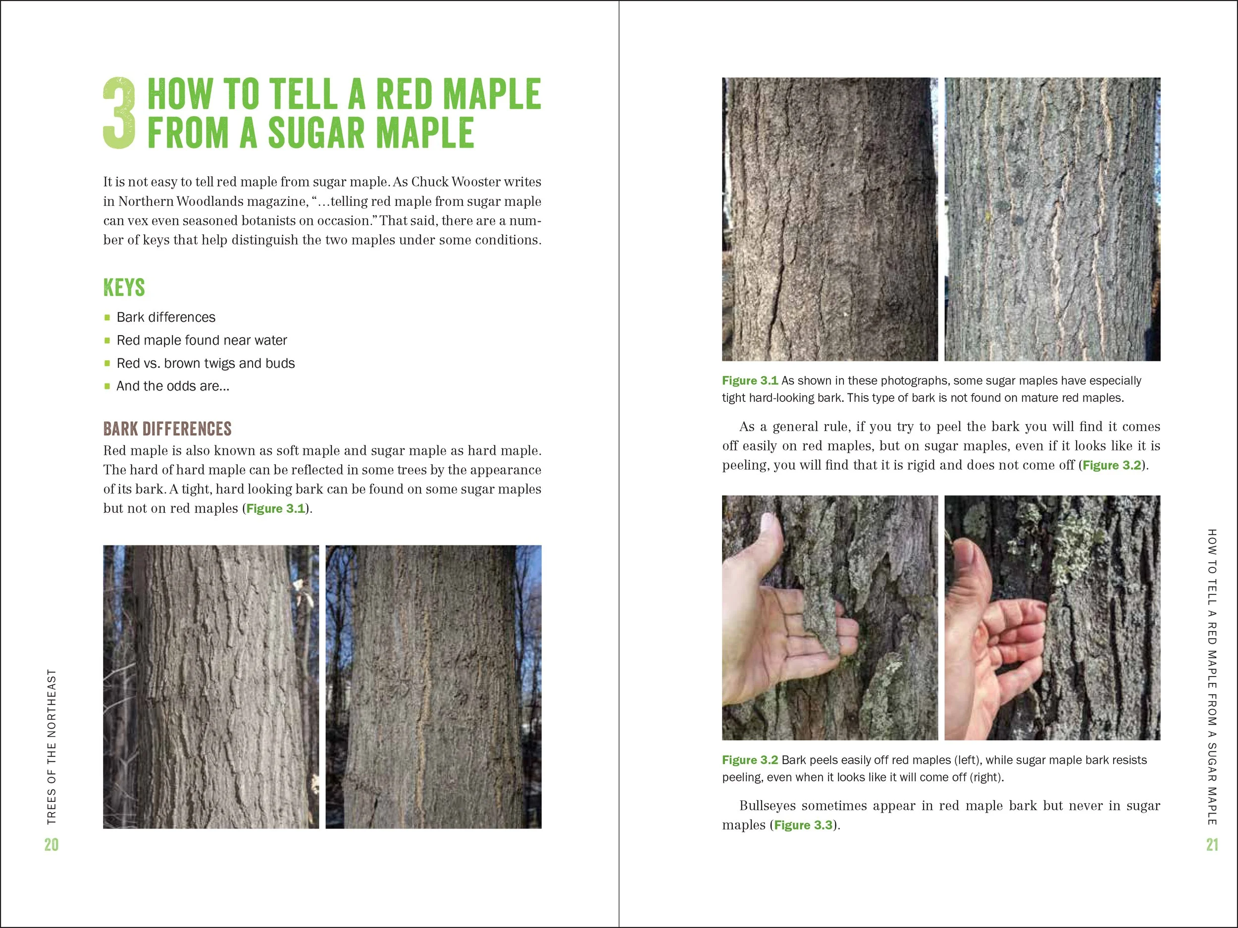 A Beginner's Guide to Recognizing Trees of the Northeast — Endpaper Studio
