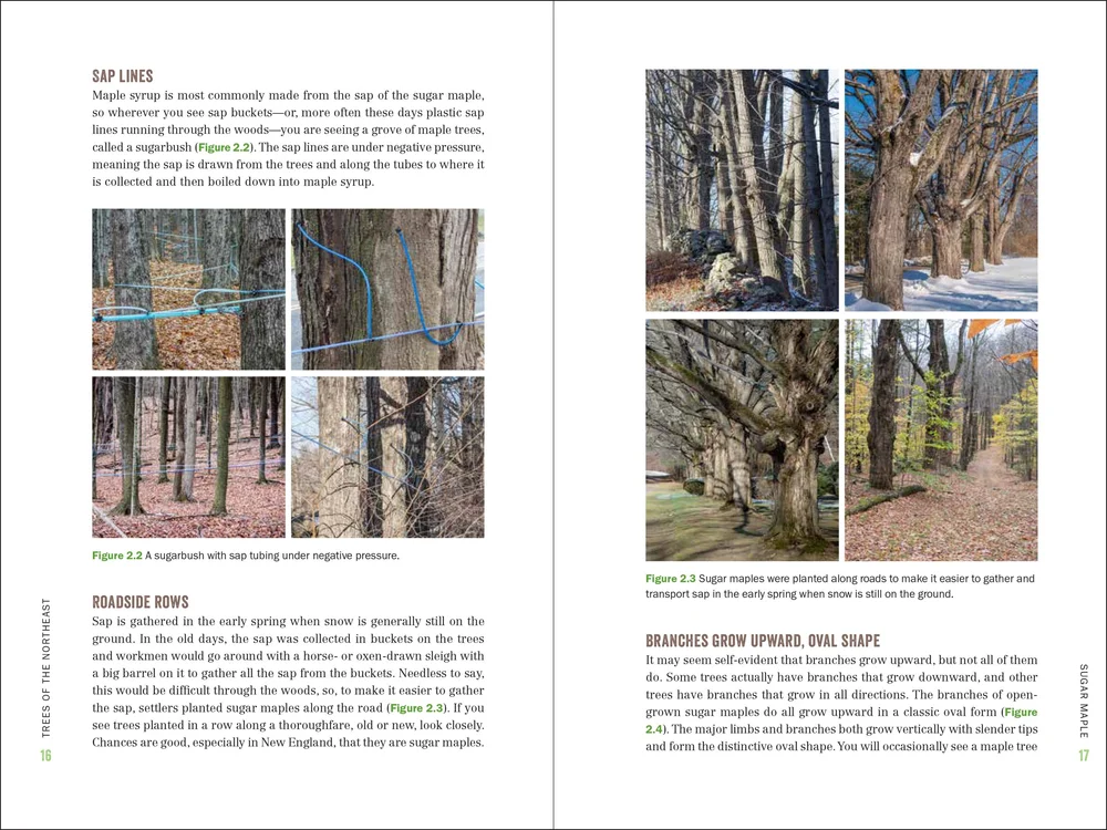 A Beginner's Guide to Recognizing Trees of the Northeast — Endpaper Studio