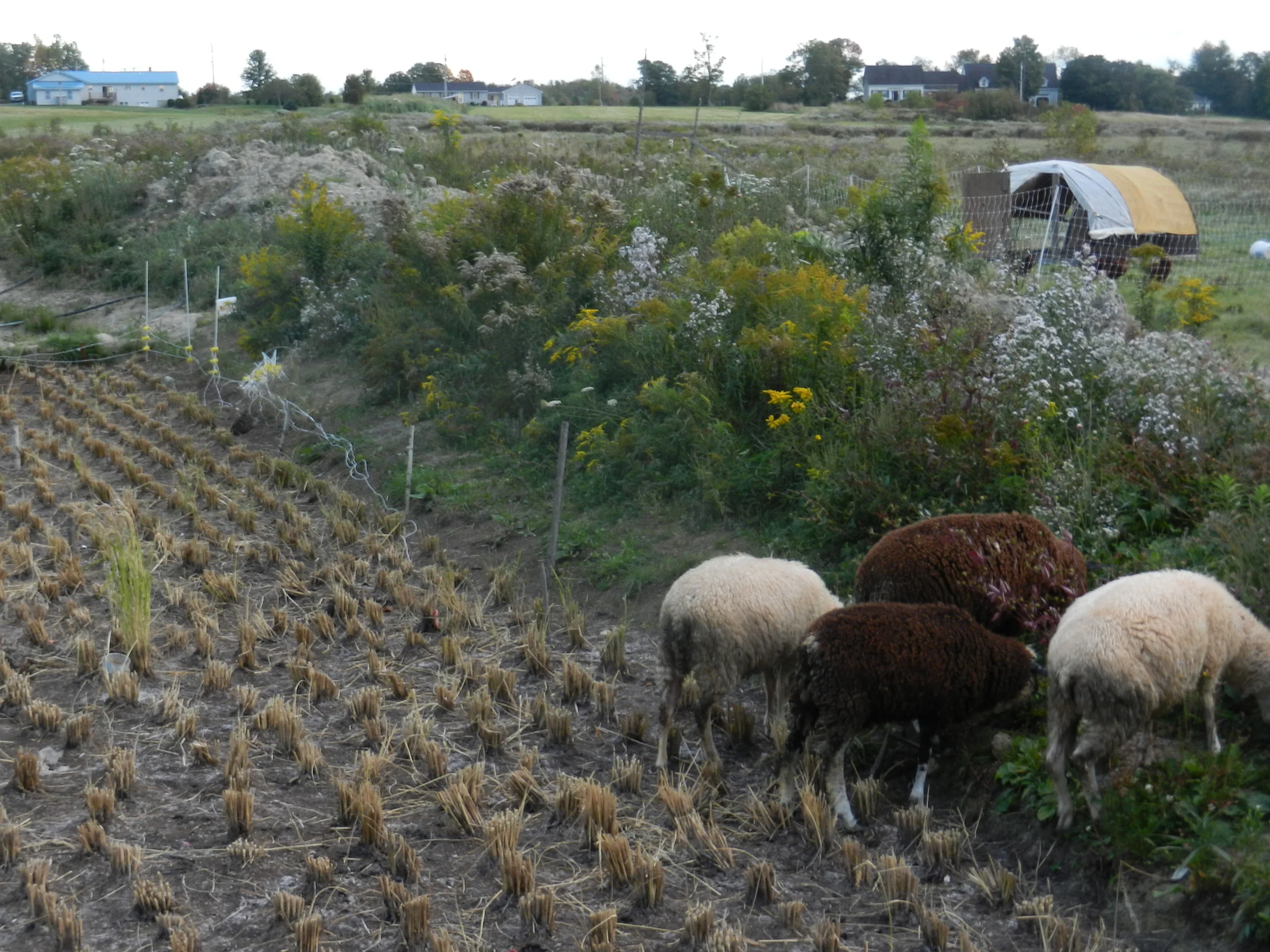 Wild Folk Farm | Benton, Maine | Maine Grown Full Spectrum CBD Hemp