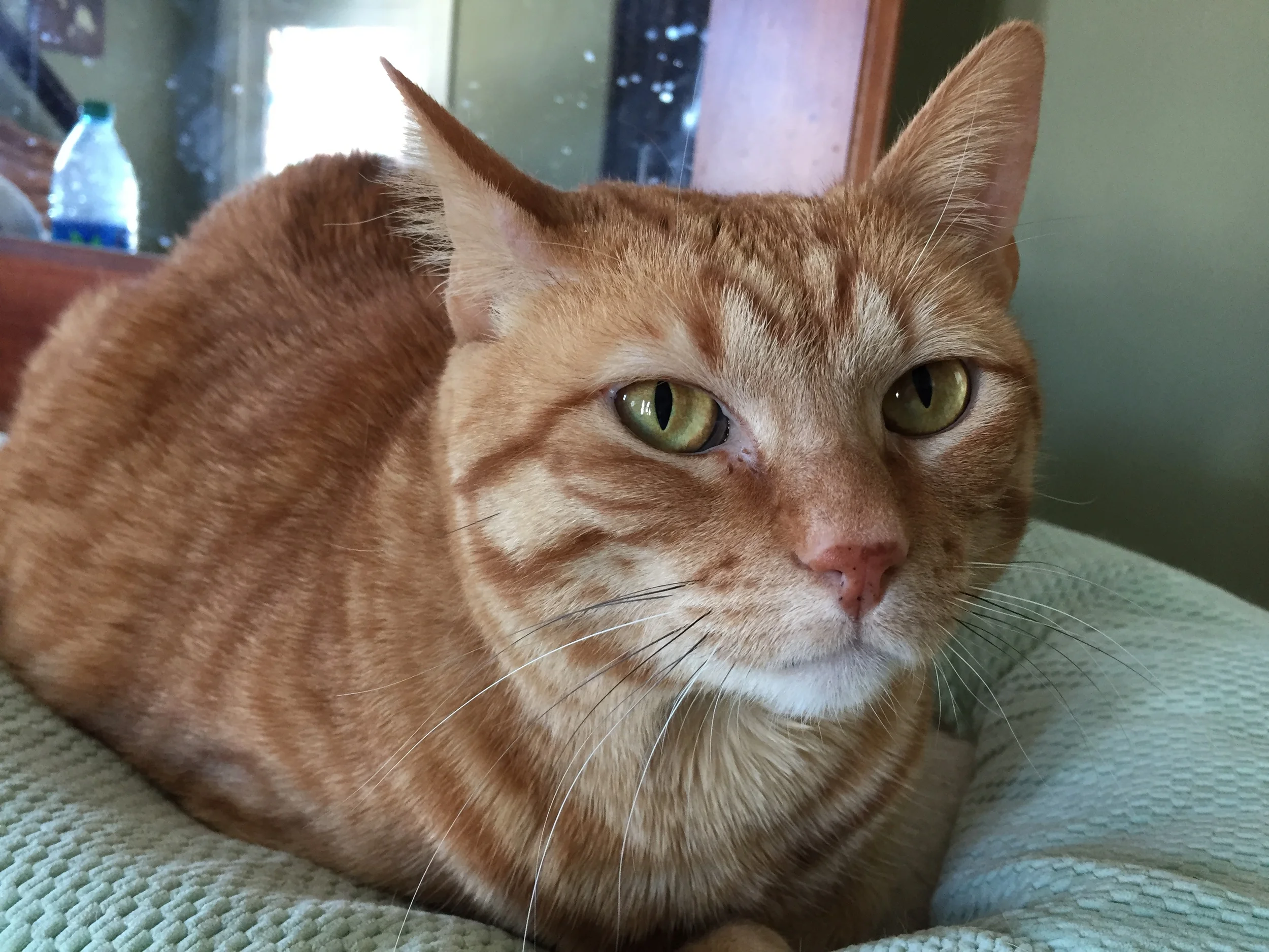 Contact — Feline Friendz in Nebraska