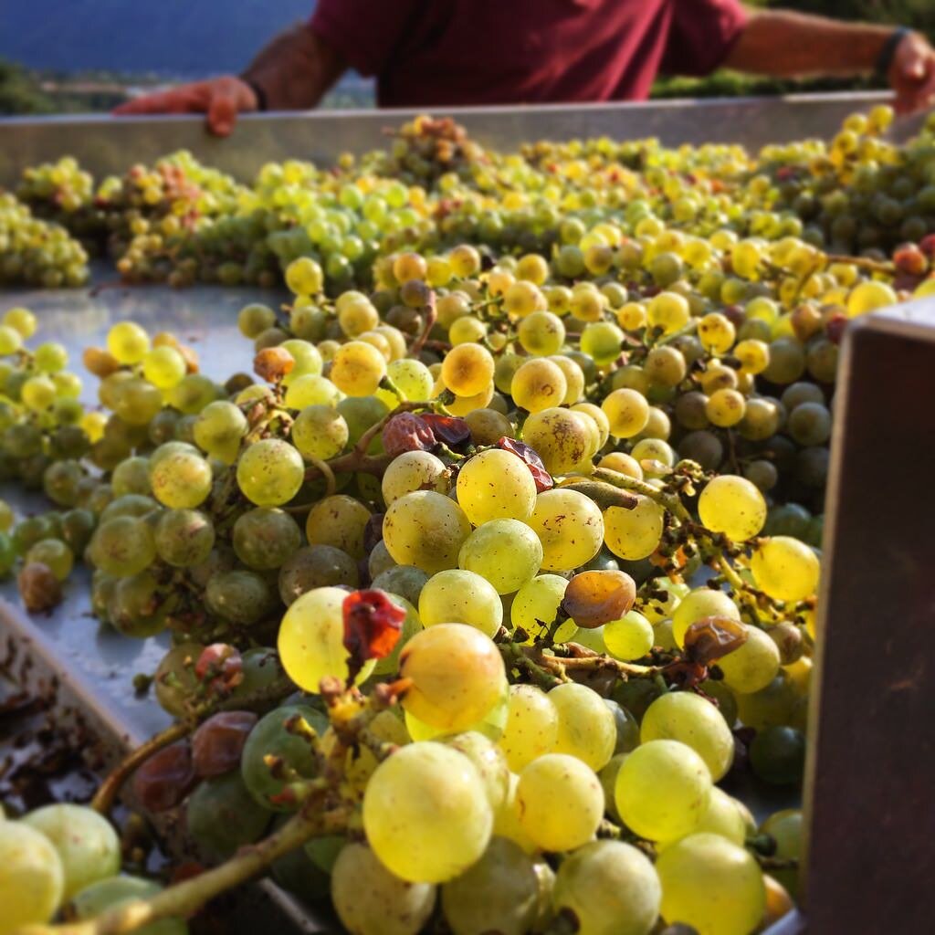 Local Tannins