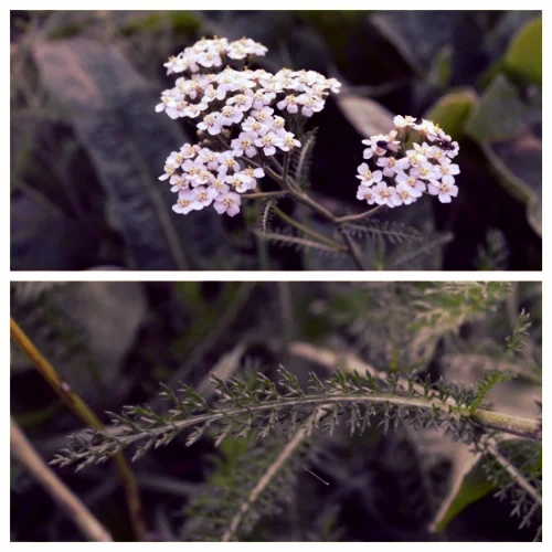 Herbs: Yarrow — Handmade Apothecary