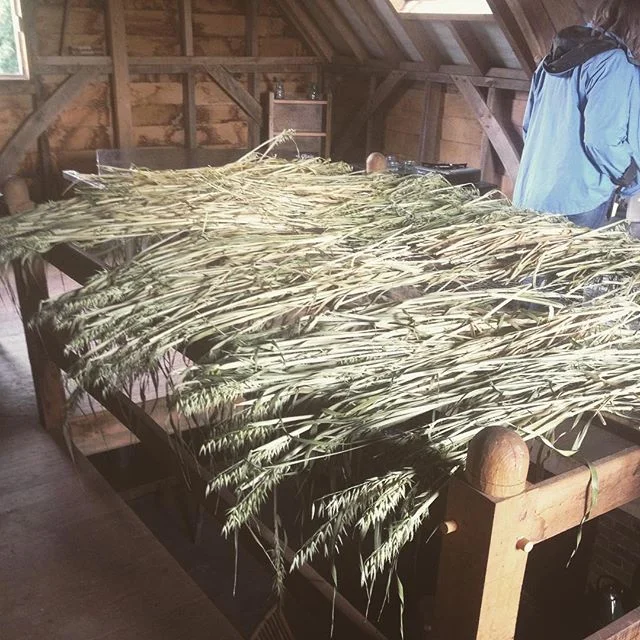 Oats: the ‘superherb’ in your cupboard — Handmade Apothecary