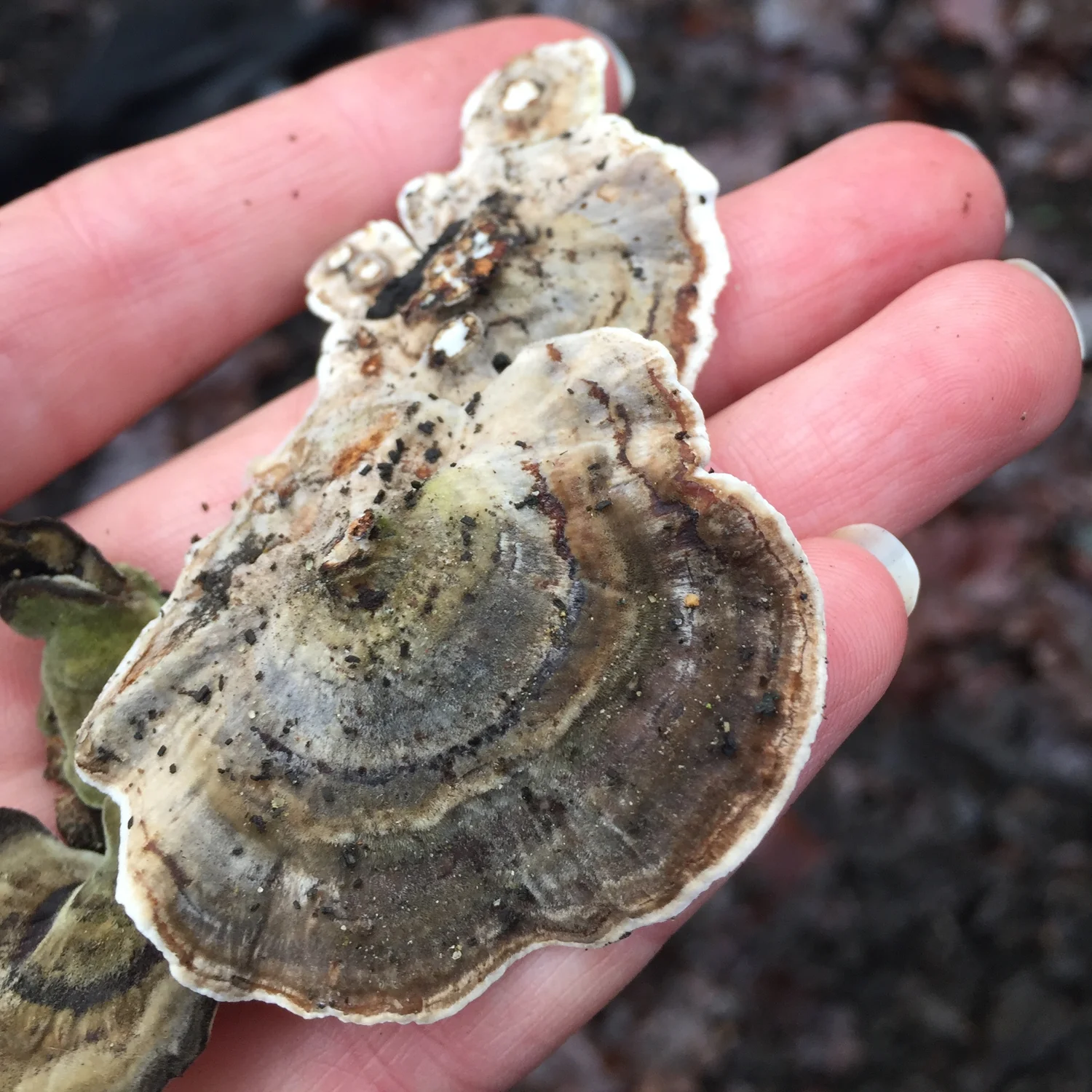 Medicinal Mushrooms: Turkey Tail — Handmade Apothecary