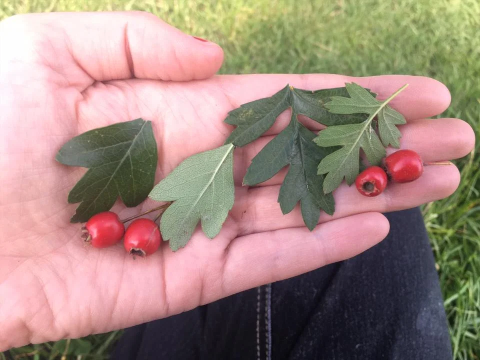 The heart healer: Hawthorn identification — Handmade Apothecary