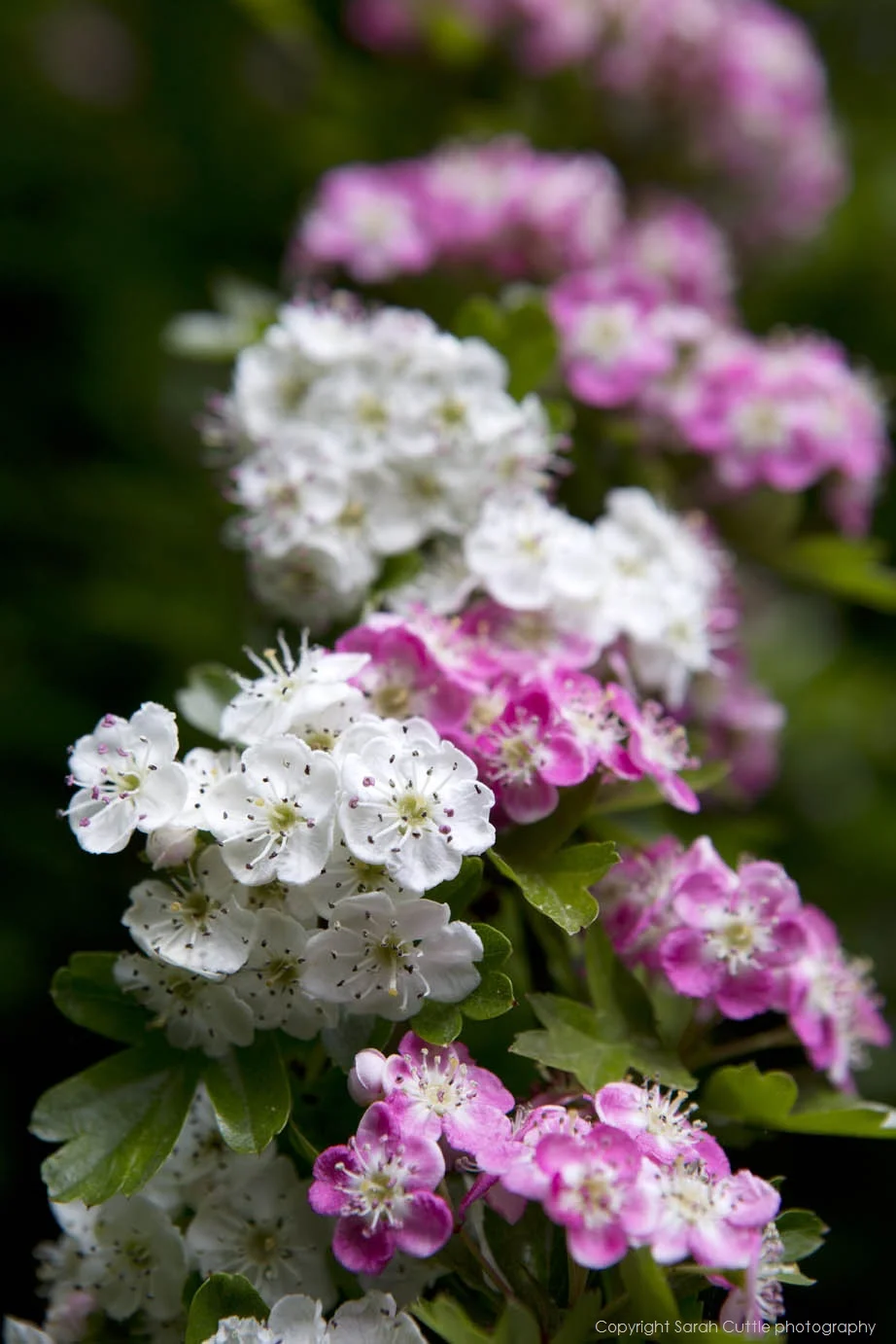 The heart healer: Hawthorn identification — Handmade Apothecary