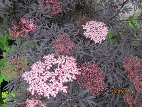 Sambucus spotting: How to tell the difference between the two main UK ...