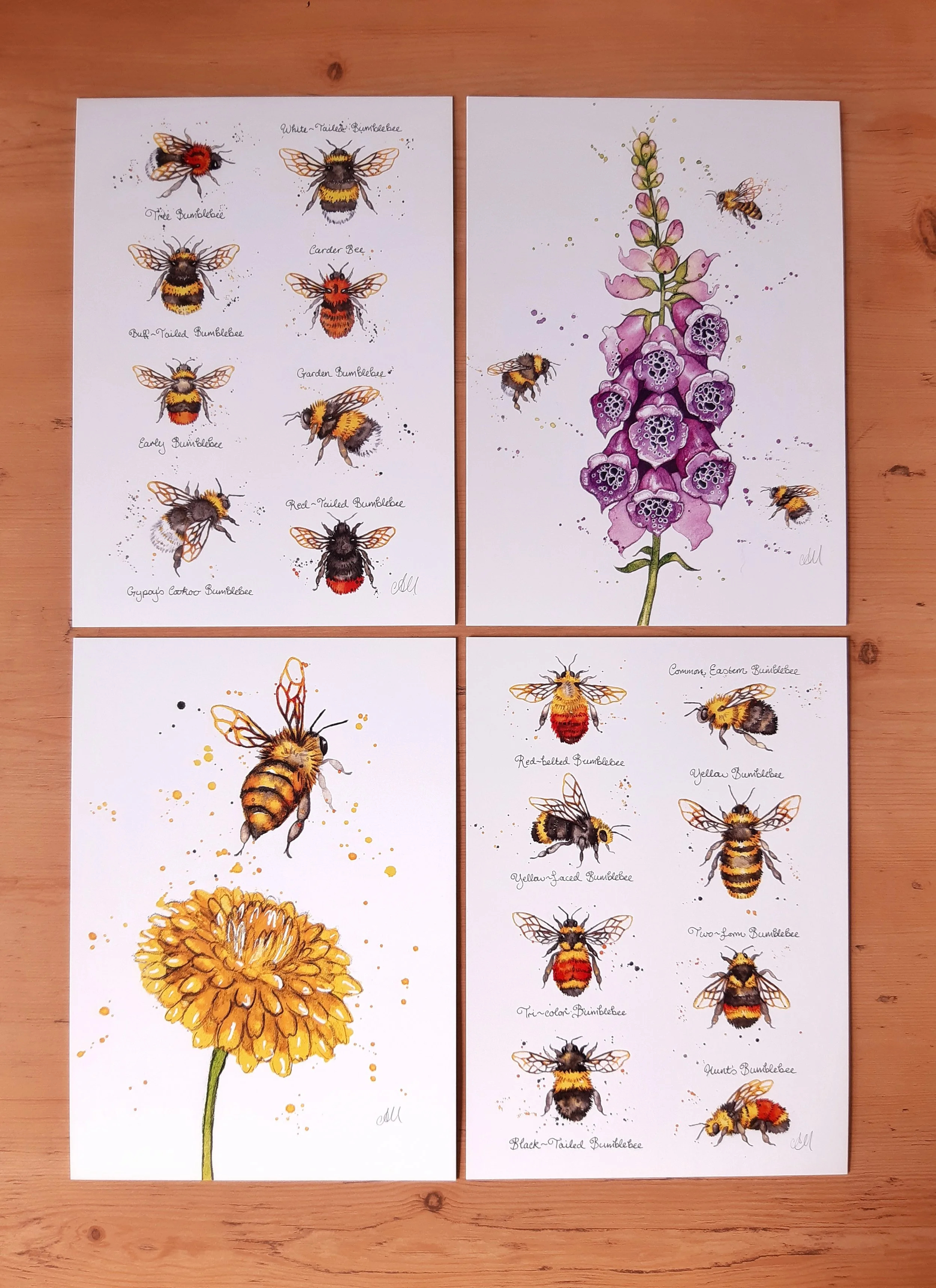 News — Amy Holliday Illustration