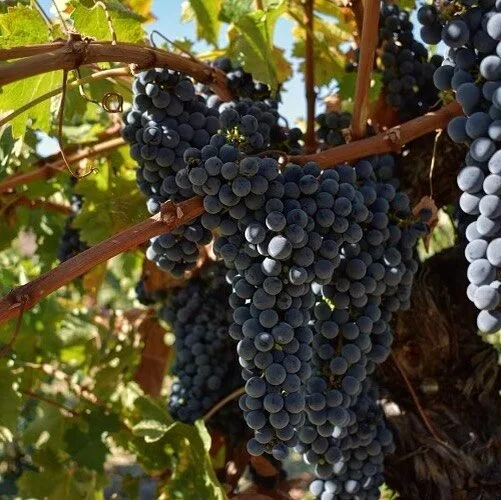 Diablo Valley Farmers' Market at Shadelands, Walnut Creek — California ...