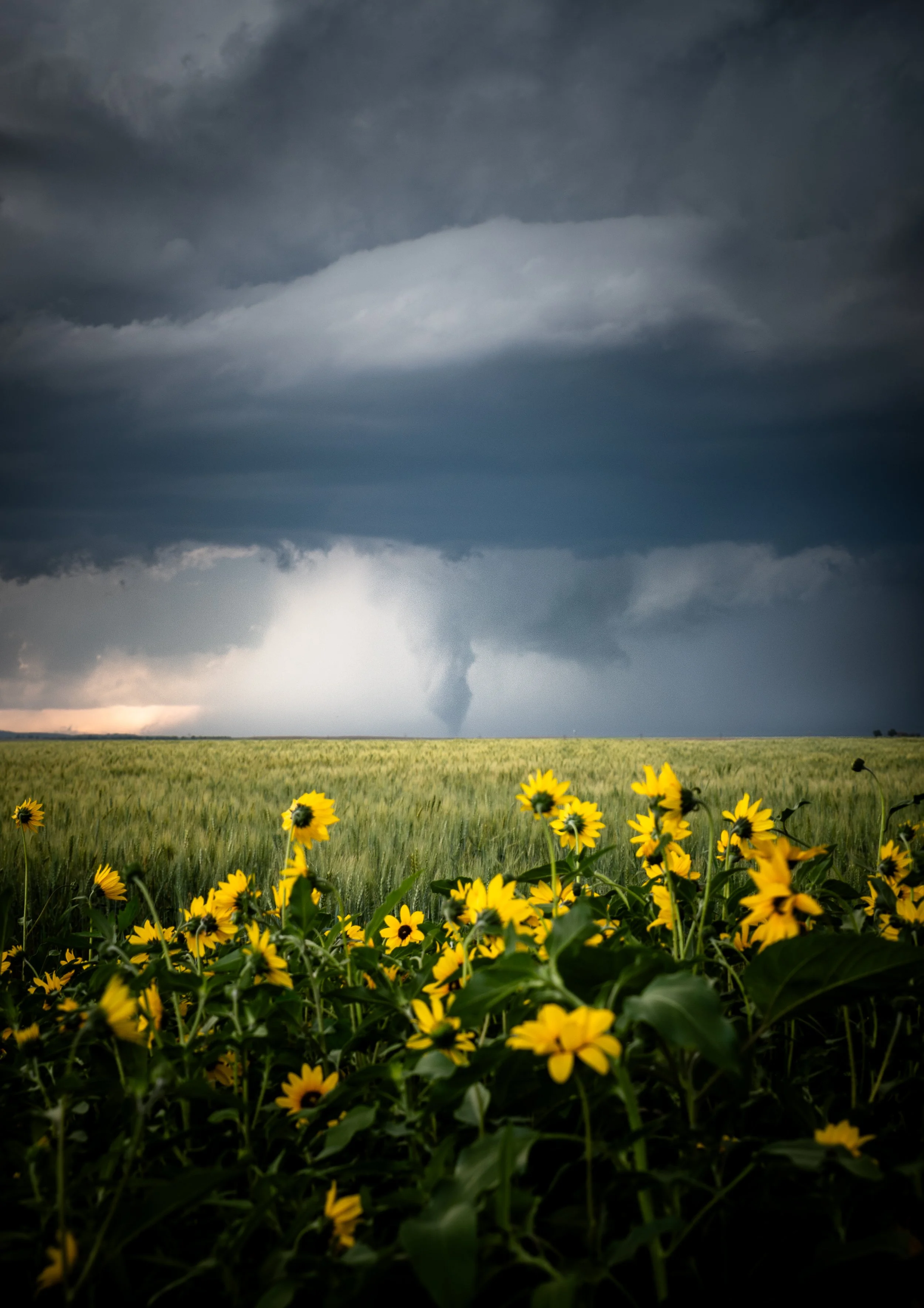 Sunflower storms — Jen Walton