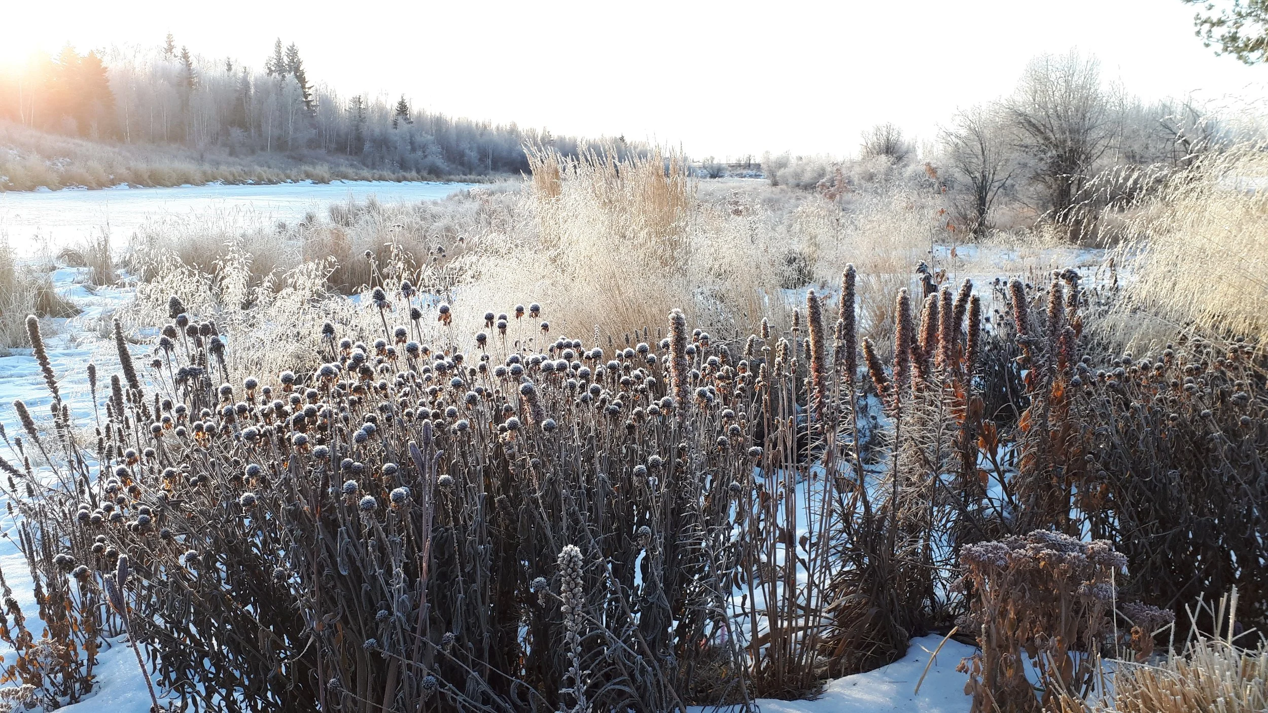 New Perennial Demonstration Bed — George Pegg Botanic Garden