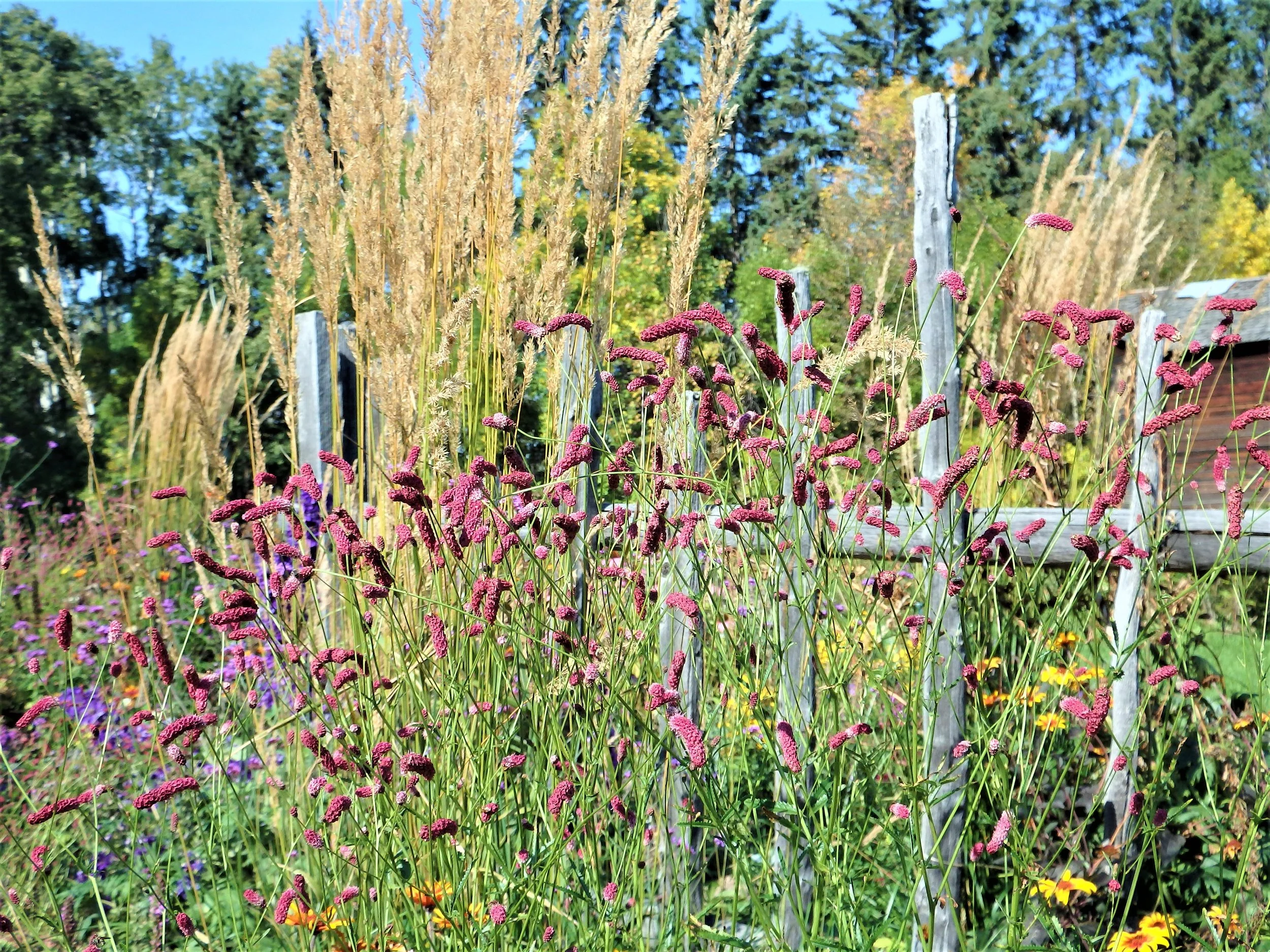 New Perennial Demonstration Bed — George Pegg Botanic Garden